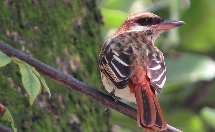 aves_colombianas.jpg | Minciencias