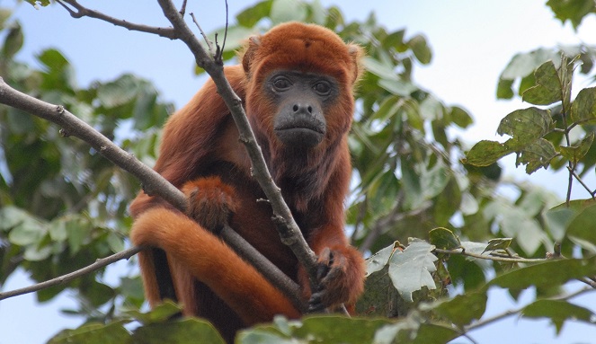 chibiriquete_home.jpg | Minciencias